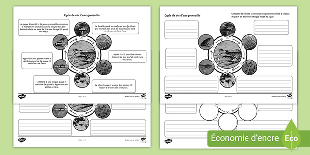 Fiches d'activités : Le cycle de vie d'une grenouille