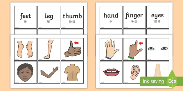 Parts of the Body Word and Picture Matching Cards English/Mandarin Chinese