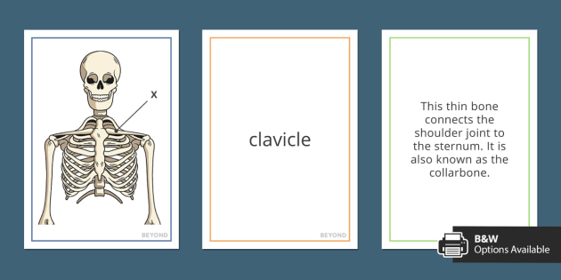 Skeleton Display Cards