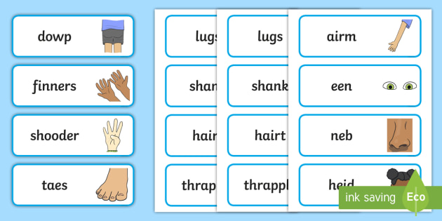 Doric Parts of the Body Word Cards (teacher made)