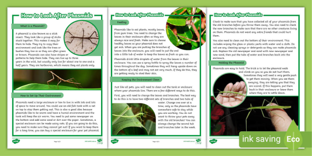 How to Look After Phasmids Fact File (Teacher-Made) - Twinkl