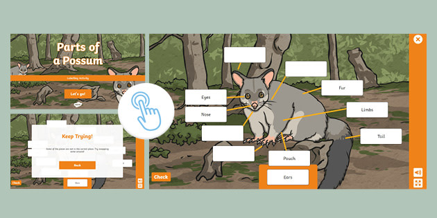 Parts of a Possum Labelling Activity