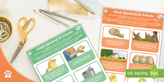 Chick Hatching in Schools - Debate Cards - Twinkl Pets