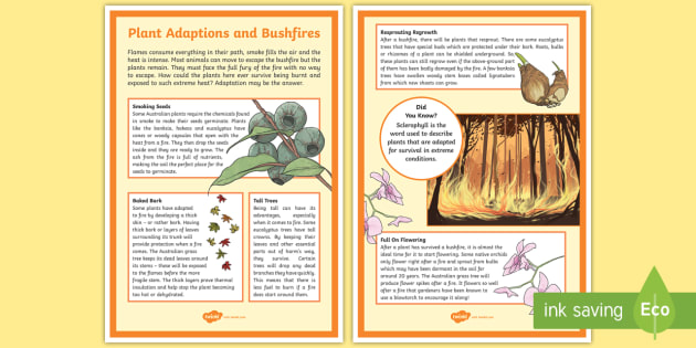 Bushfire Plant Adaptions Display Poster (teacher made)