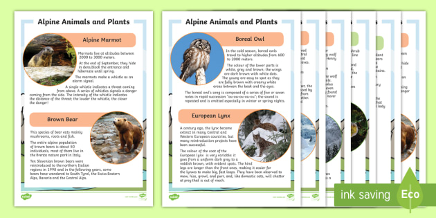 Alpine Animals and Plants Fact File (teacher made)