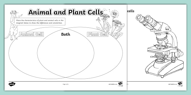 Plant And Animal Cell Diagram Worksheet