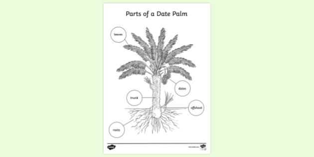 FREE! - Date Palm Diagram Colouring Sheet | Colouring Sheets