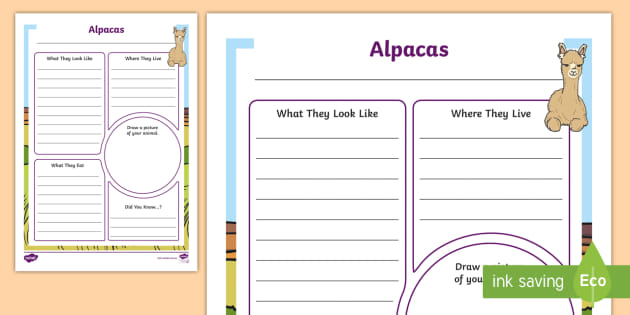 Alpaca Information Report Writing Template | Teacher Made