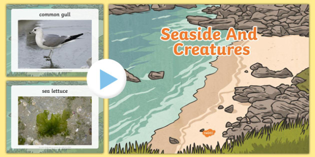 Seaside and Creatures Photo PowerPoint