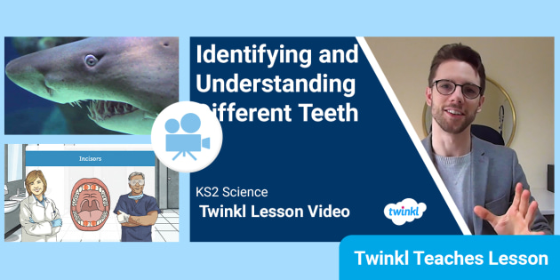FREE! - KS2 (Ages 7-11) Science: Different Teeth Video Lesson 4