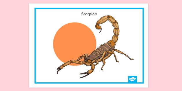 Scorpion Display Poster | Primary Resources