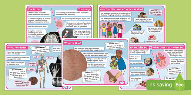 EYFS All About the Body Fact Files | Twinkl (teacher made)