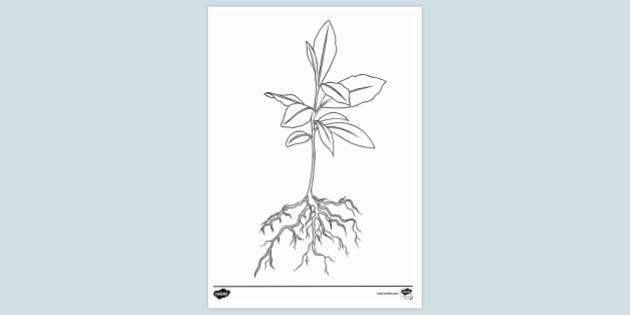 FREE! - Root Hair Colouring | Colouring Sheets