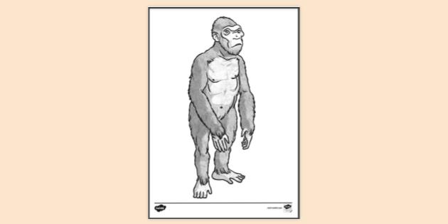 FREE! - Australopithecus Afarensis Colouring | Colouring Sheets