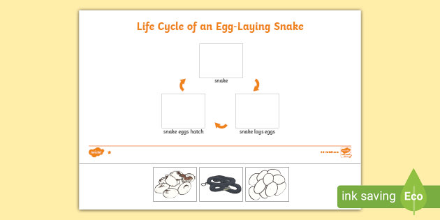 Life Cycle of a Snake - Teaching Resources