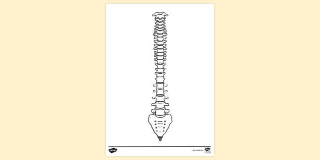 FREE! - Spines Colouring | Colouring Sheets (teacher made)