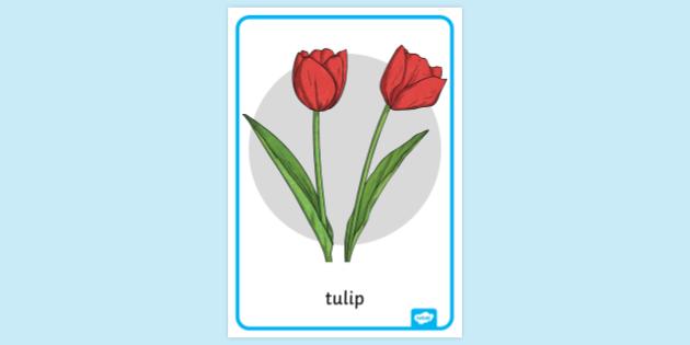 FREE! - Printable Tulip Display Poster | Primary Resources