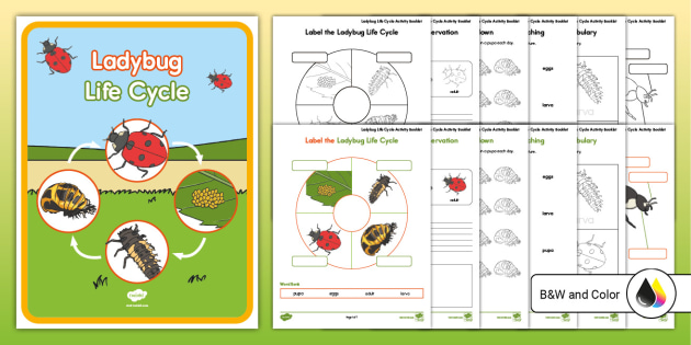 Ladybug Life Cycle Activity Booklet (teacher made)