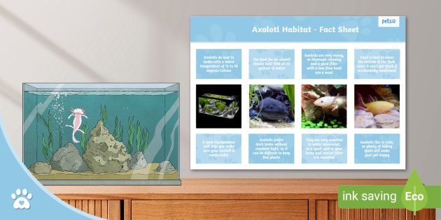 Axolotl Habitat - Fact Sheet - Axolotls - Twinkl Pets