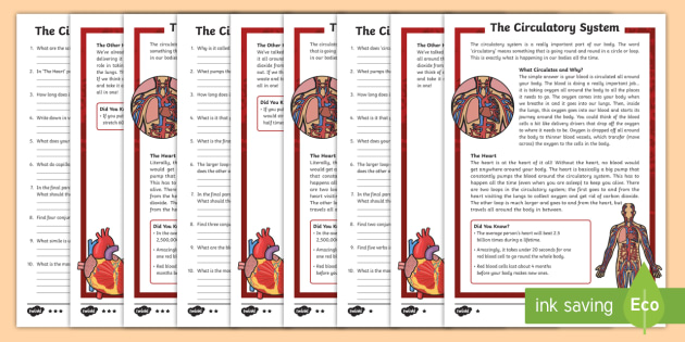 The Circulatory System Differentiated Reading Comprehension