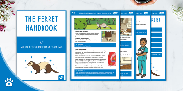 The Ultimate Ferret Handbook - Pet Care Guide - Twinkl Pets