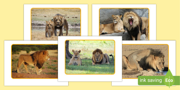 Lions Display Photos (teacher made)