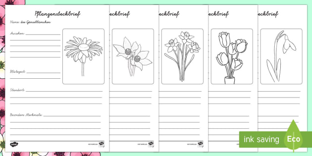 Frühlingsblumen Steckbriefe Schreibvorlagen - Frühling, Steckbrief