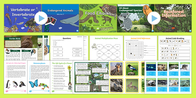 Wildlife Activity Pack (teacher made)