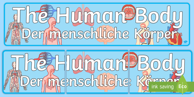 The Human Body Display Banner English/German - EAL, German, The Human Body