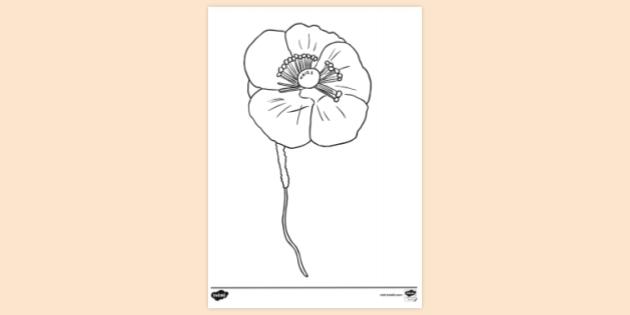 FREE! - Old Fashioned Poppy Colouring | Colouring Sheet