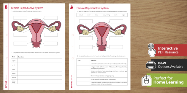 Female Reproductive System Worksheet Answers Acestips Female Reproductive System Worksheet Answers Acestips