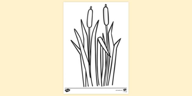 FREE! - Reed Colouring Sheet | Printable Colouring Sheets