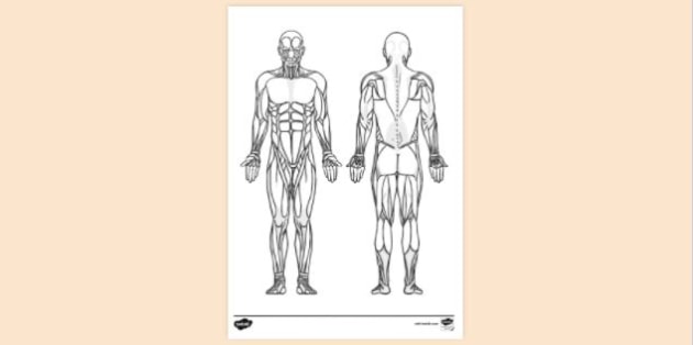 FREE! - Body Colouring Page | Colouring Sheets