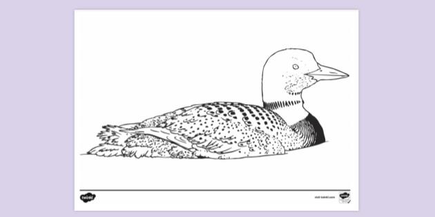 FREE! - Canadian Loon Bird Colouring Sheet | Colouring Sheets