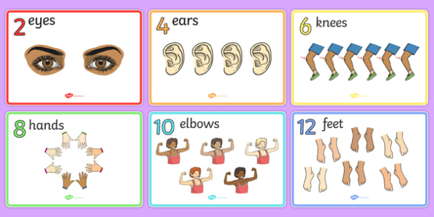 Counting in 2s Body Parts Display Posters s