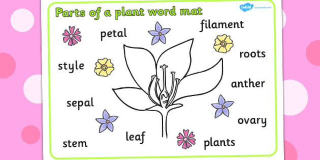 FREE! - Parts of a Plant Word Mat - Plant, Growth, Word Mat, Topic