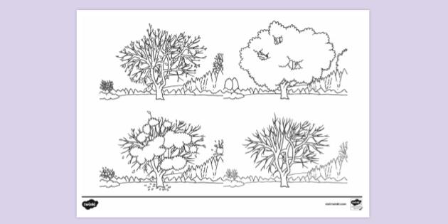 Colouring Page of Seasons - KS1 Resources - Twinkl