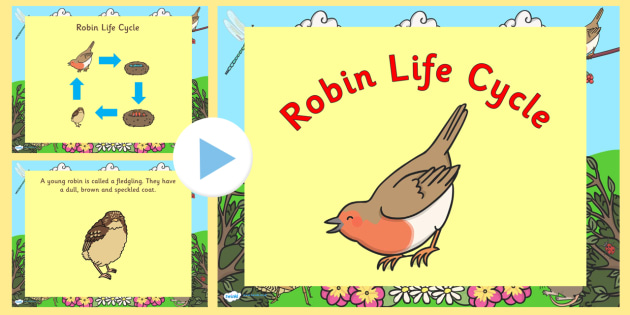 Robin Life Cycle PowerPoint (teacher made)