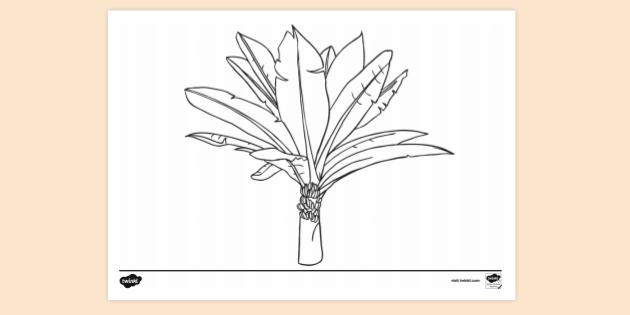 FREE! - Banana Tree Colouring Sheet | Colouring Pages