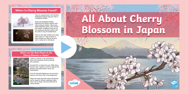 All About Cherry Blossom In Japan PowerPoint - Twinkl