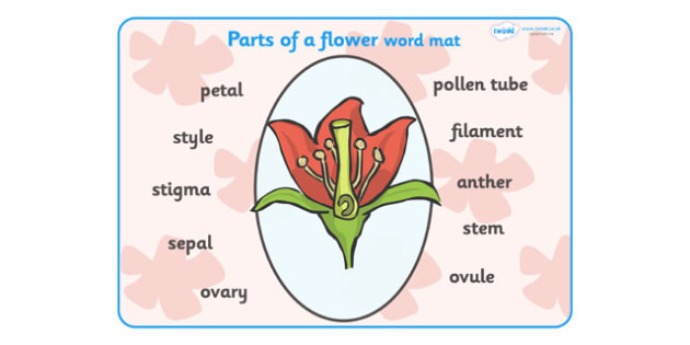 FREE! - Parts of a Flower Word Mat (teacher made)