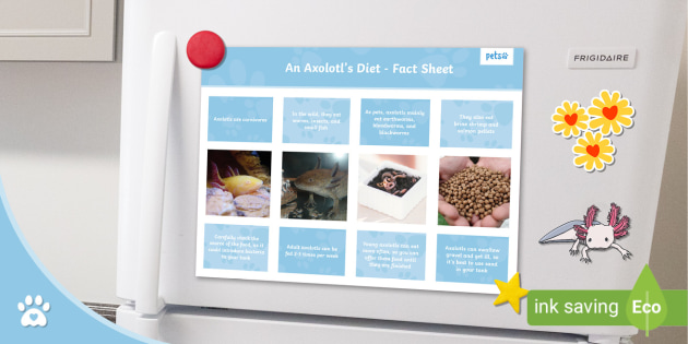 An Axolotl's Diet - Fact Sheet - Axolotls - Twinkl Pets