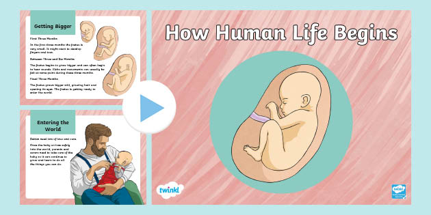 Human Reproduction Lessons | twinkl.co.uk