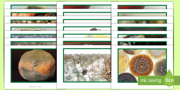 Mould Display Photos (teacher made)