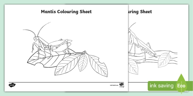 FREE! - Mantis Colouring Sheets (teacher made)