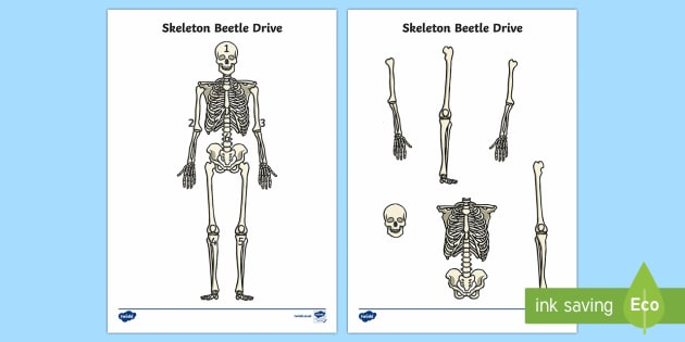 Skeleton Games Beetle Drive (teacher made)