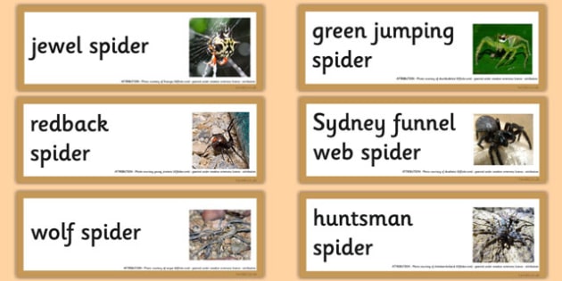 Australian Spiders Word Cards (teacher made)