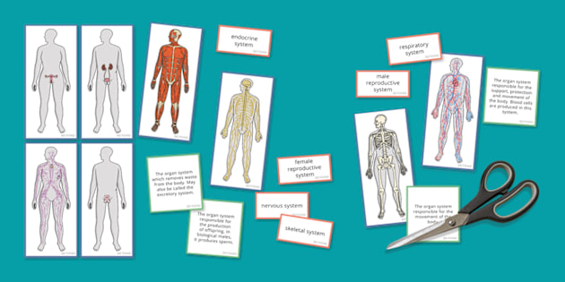Organ Systems Activities | twinkl.com.au