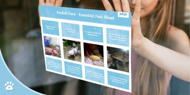 Axolotl Care - Essential Fact Sheet - Axolotls - Twinkl Pets