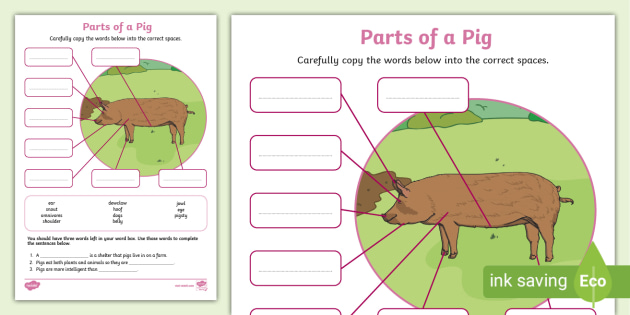 Parts of a Pig Labelling Activity (teacher made)